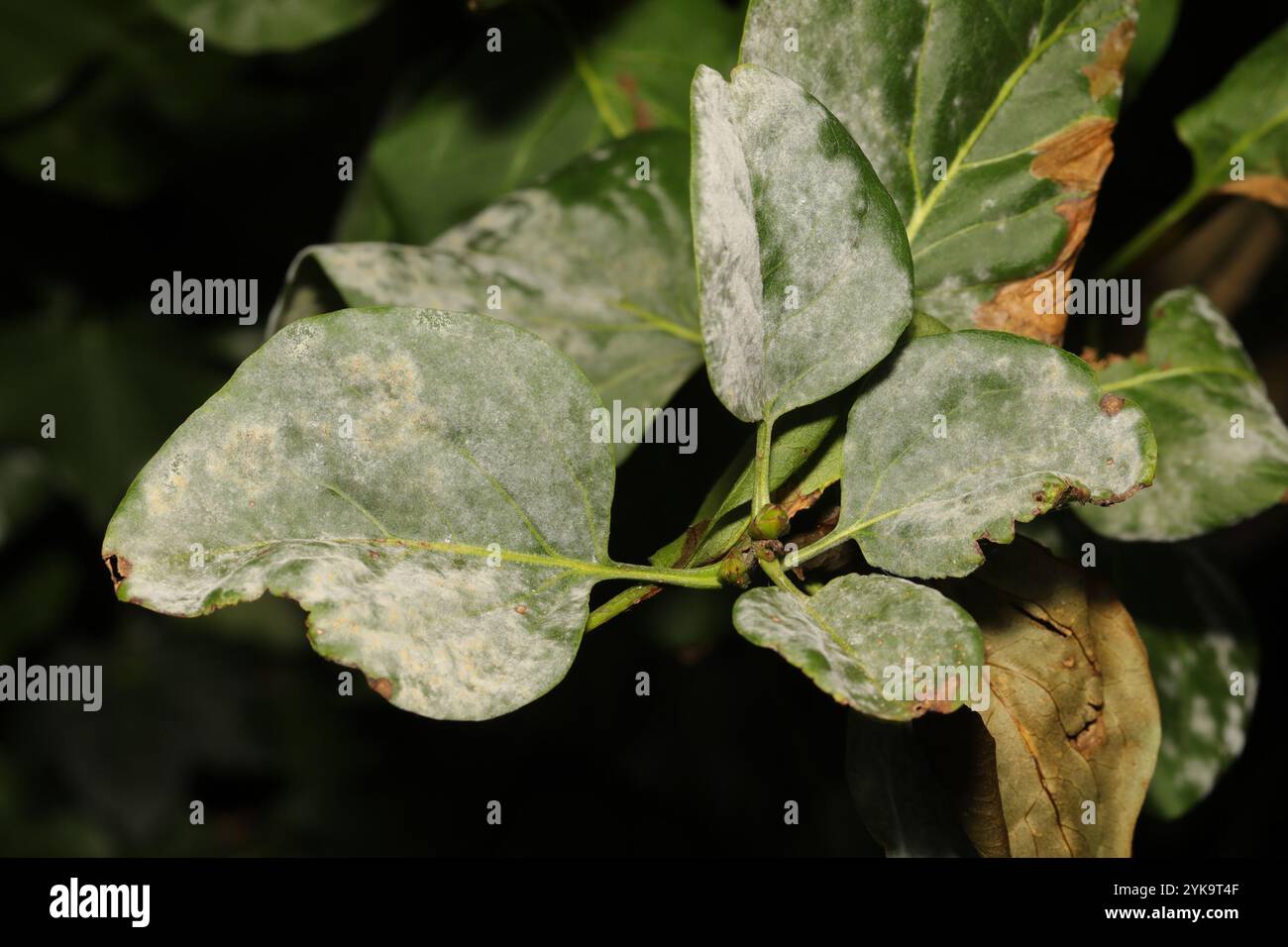 Syringae hi-res stock photography and images - Alamy