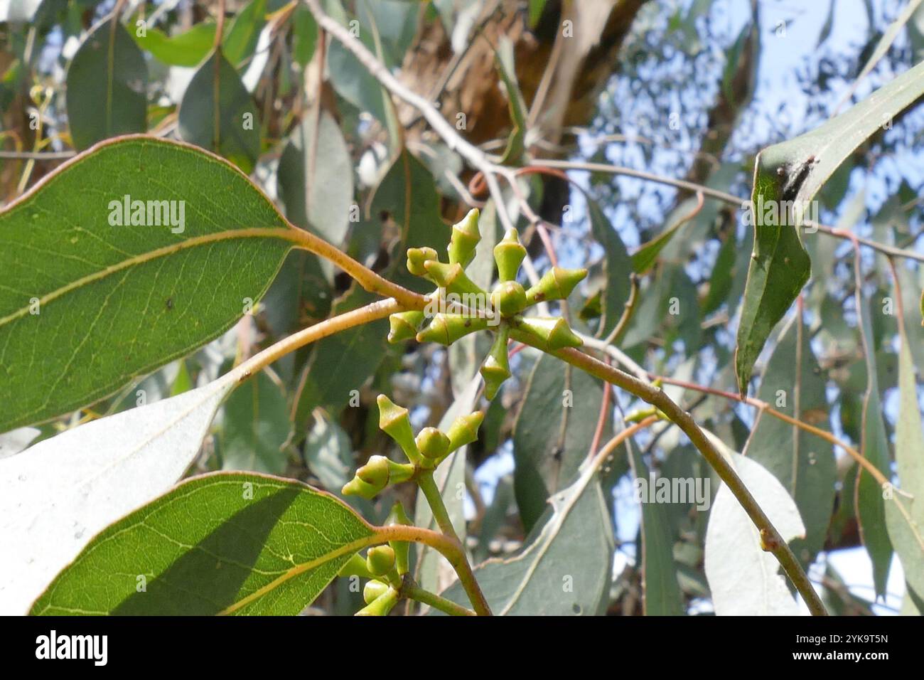 Eucalyptus Tortoise Beetle (Paropsis charybdis Stock Photo - Alamy