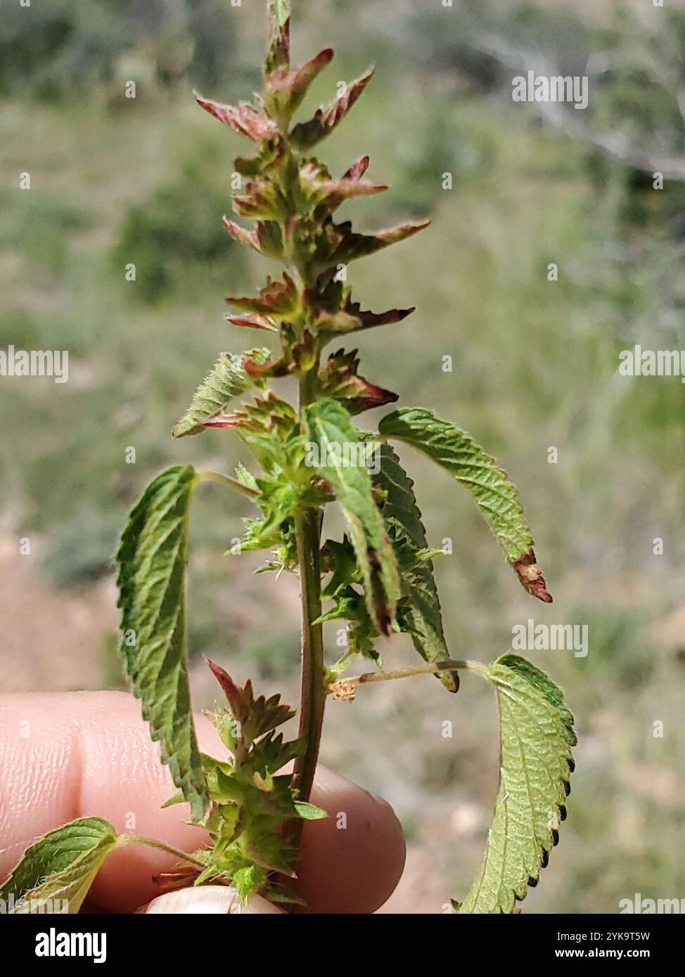 shrubby copperleaf (Acalypha phleoides Stock Photo - Alamy