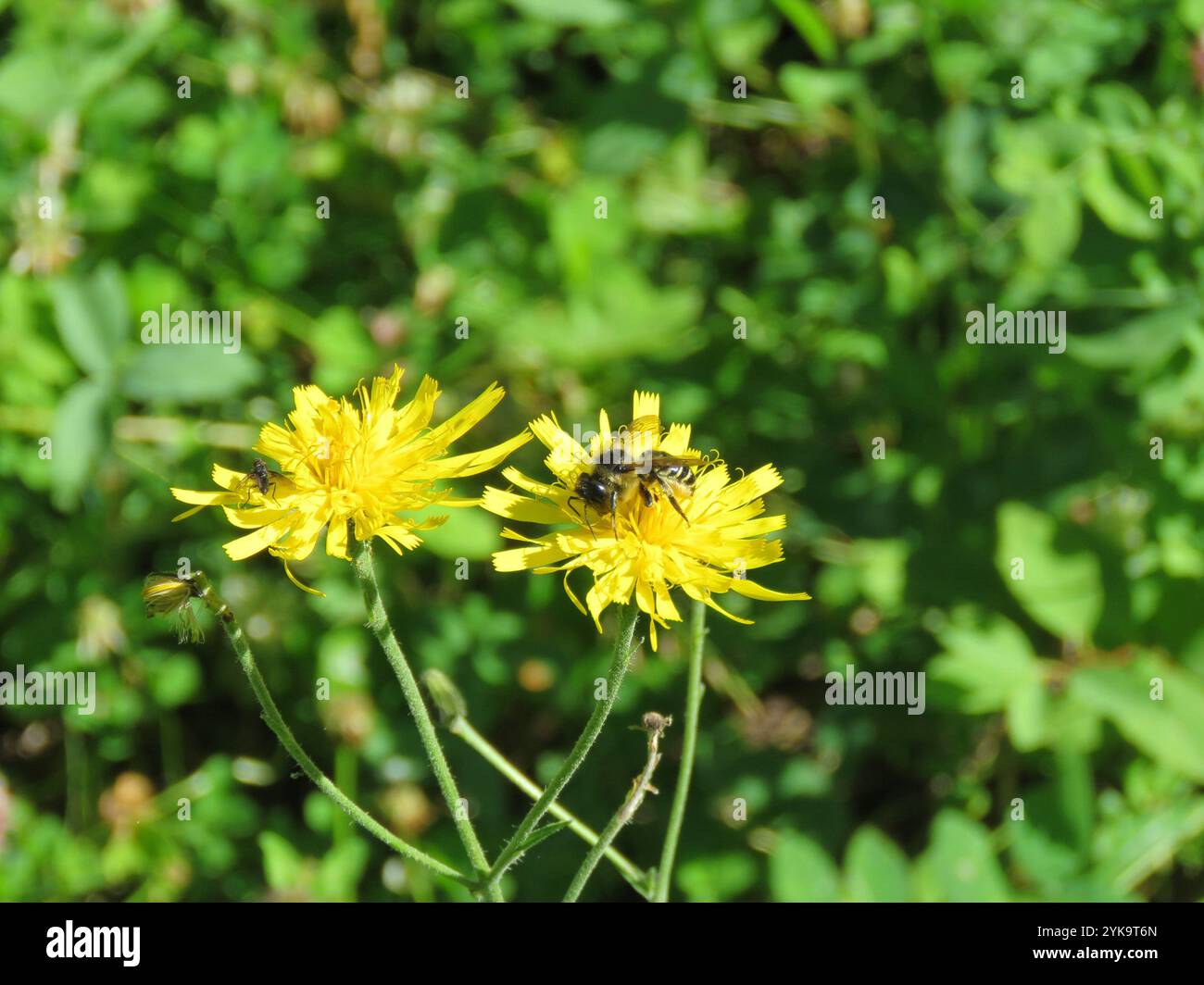 Unarmed Leafcutter Bee (Megachile inermis Stock Photo - Alamy