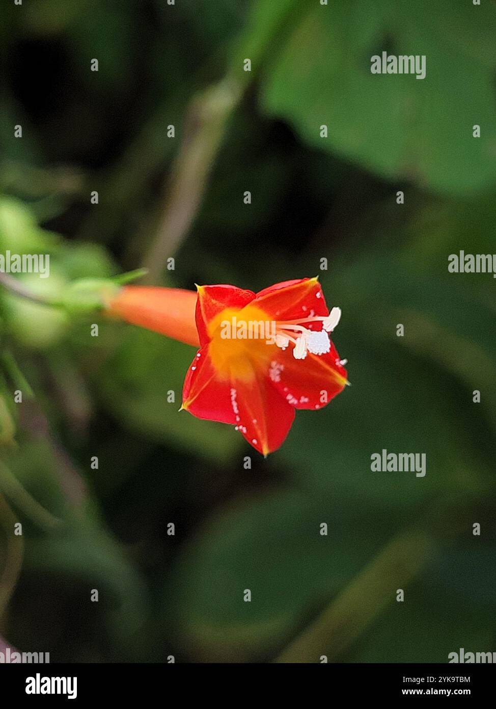 red morning glory (Ipomoea coccinea Stock Photo - Alamy
