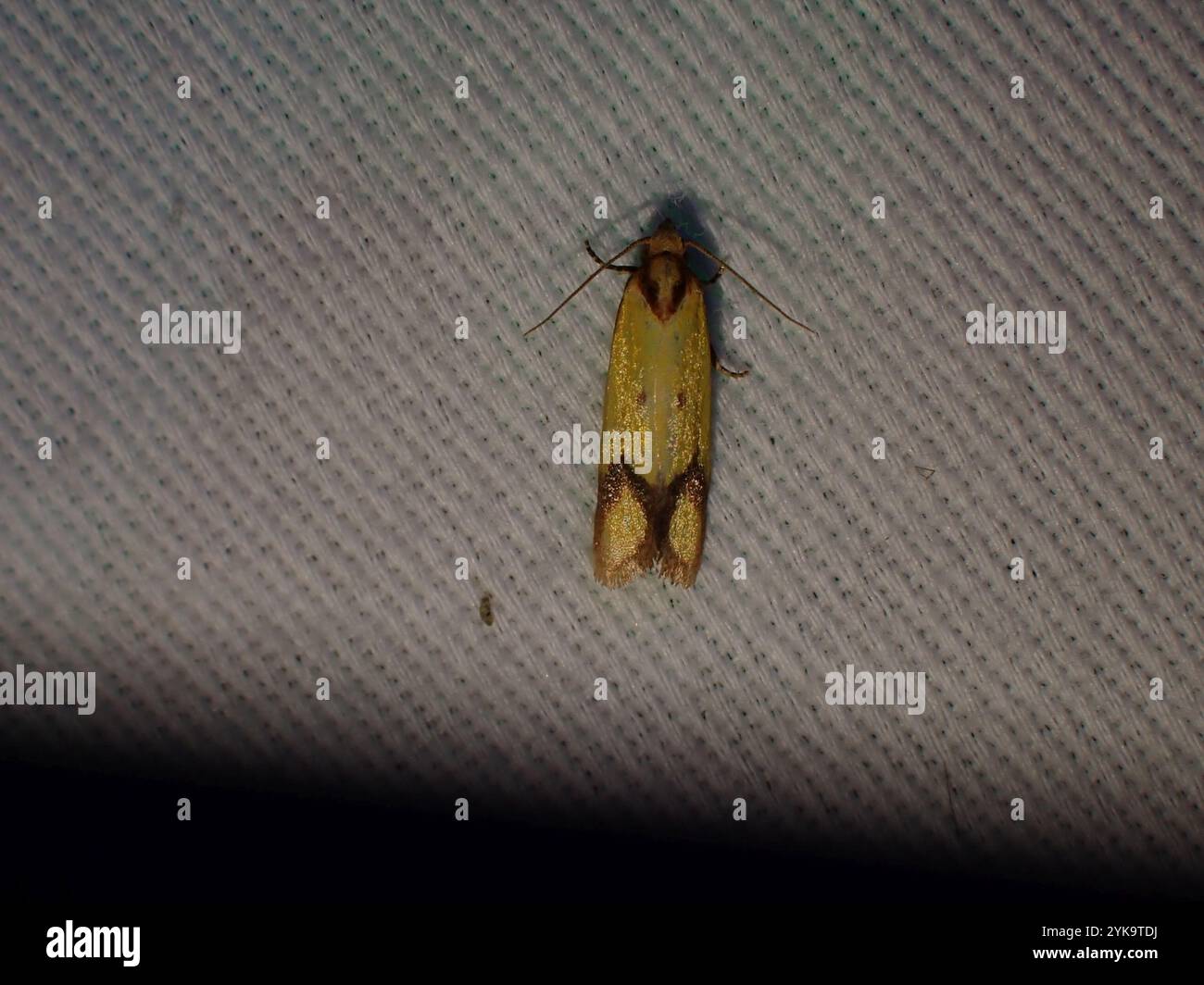 Knapweed Root Moth (Agapeta zoegana Stock Photo - Alamy