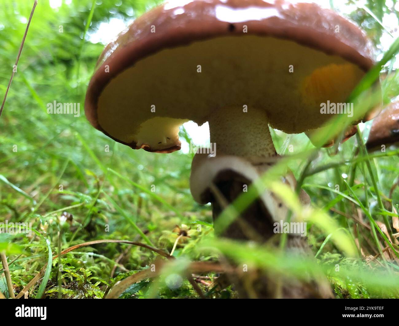 Purple-veiled Slippery Jack (Suillus luteus Stock Photo - Alamy