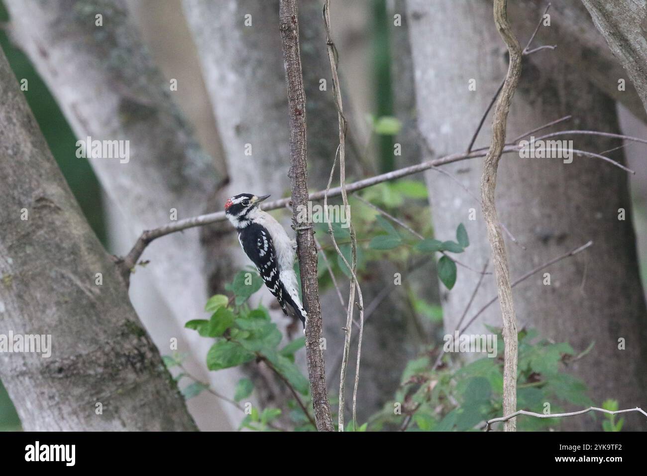 Downy Woodpecker (Dryobates pubescens Stock Photo - Alamy