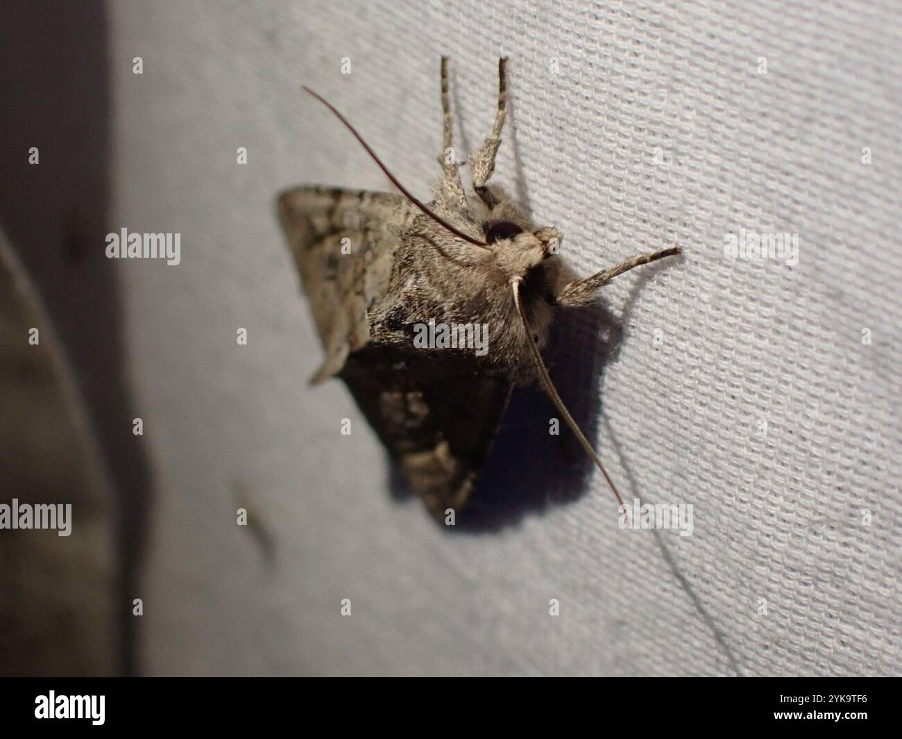 Cutworms and Dart Moths (Noctuinae Stock Photo - Alamy