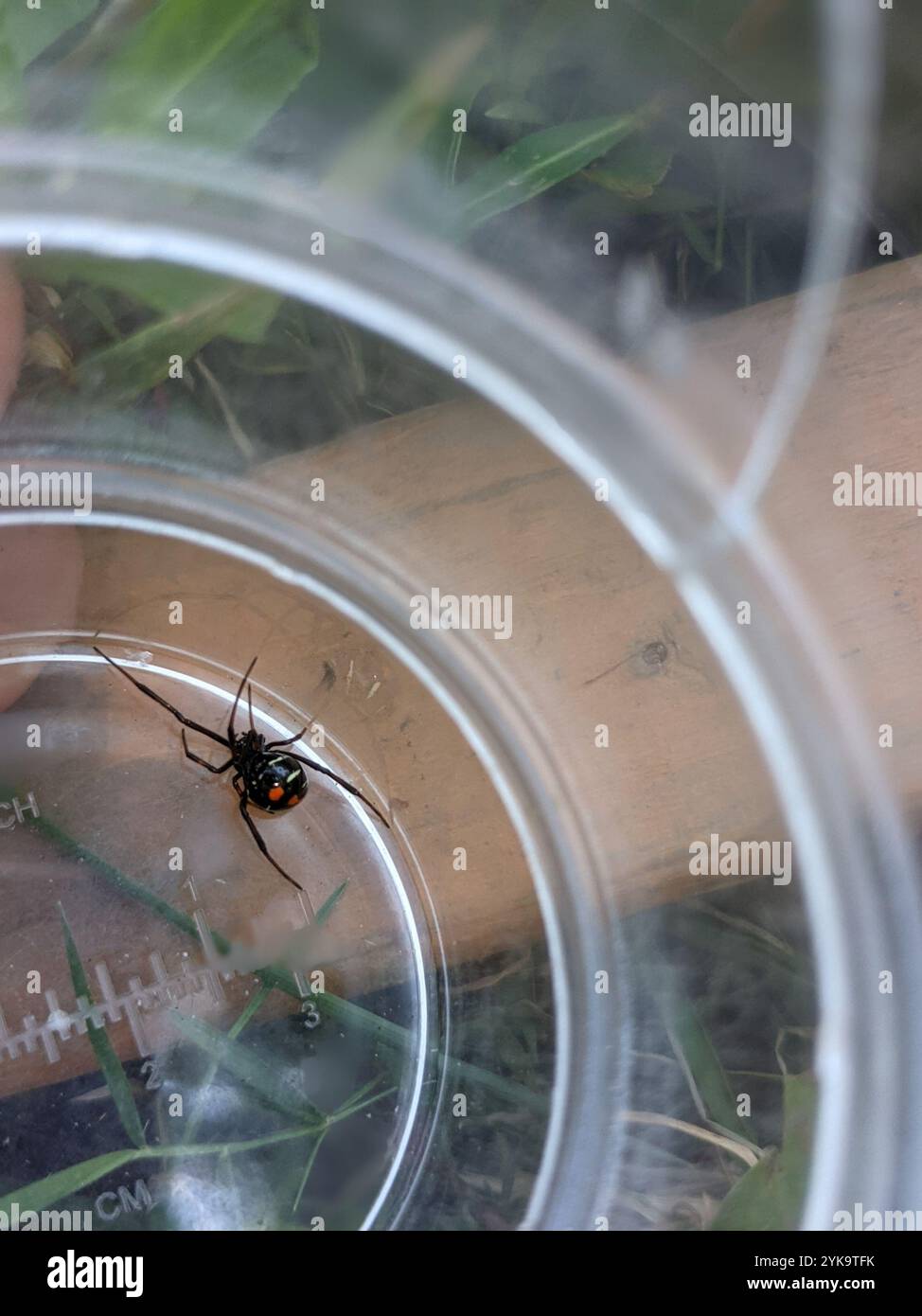 Northern Black Widow (Latrodectus variolus Stock Photo - Alamy