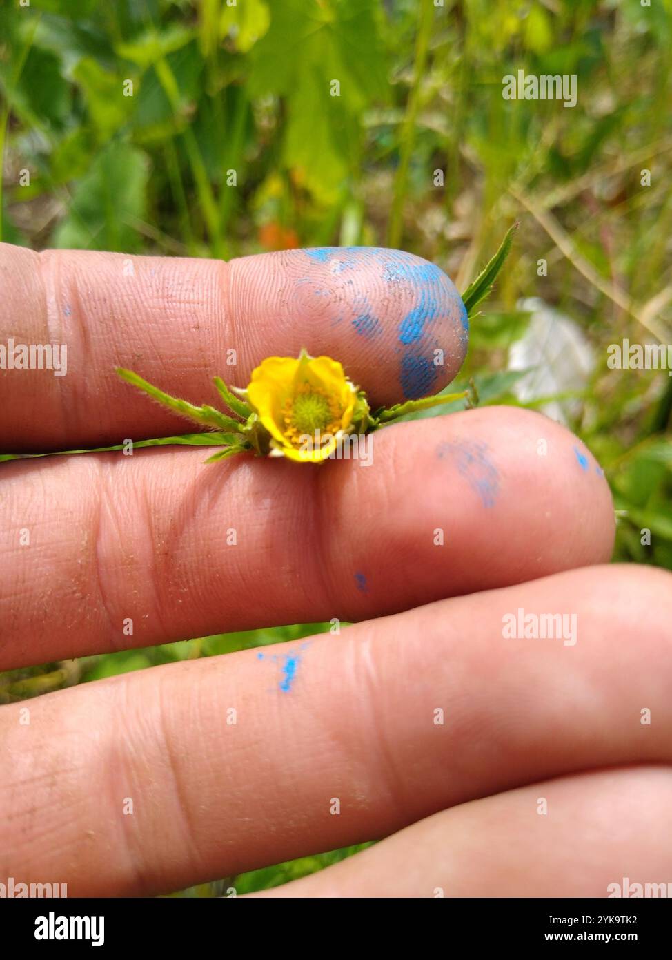 Yellow Avens (Geum aleppicum Stock Photo - Alamy