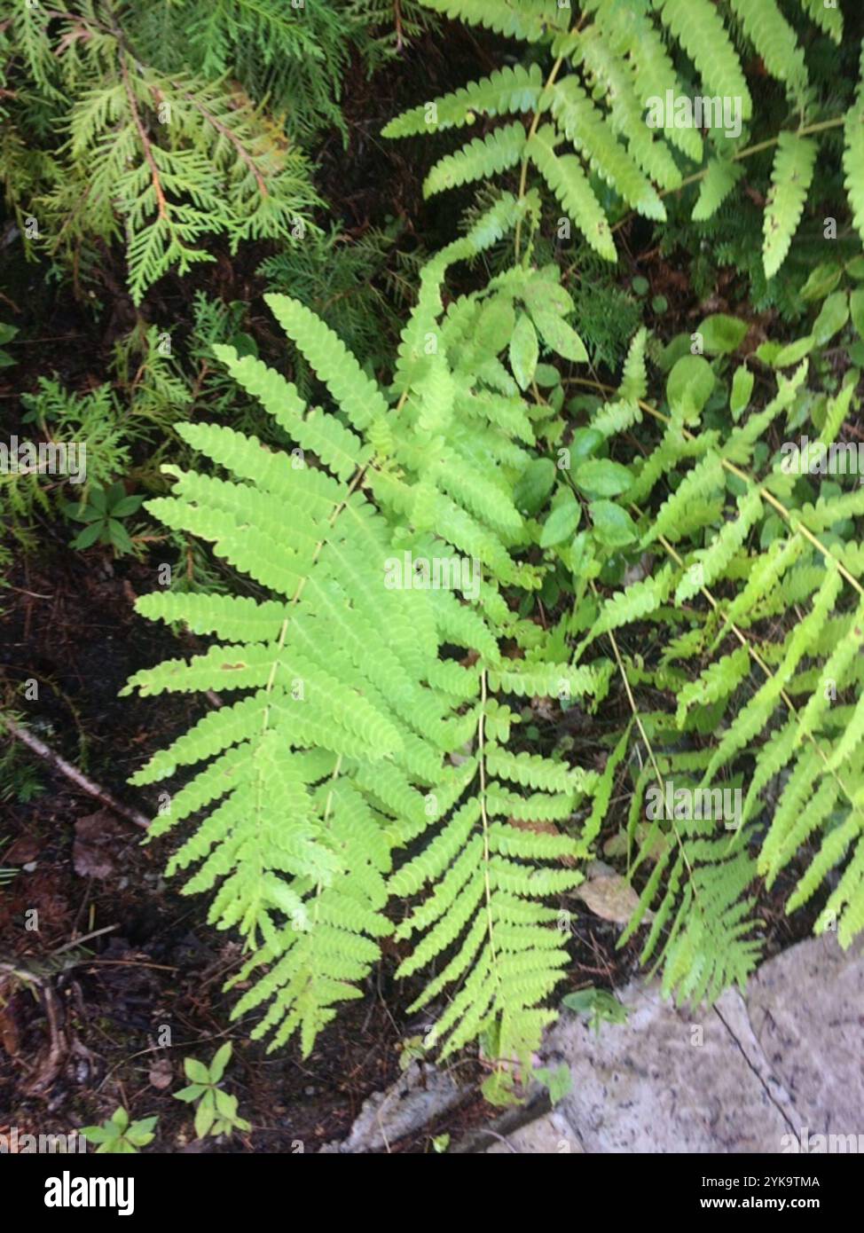 cinnamon fern (Osmundastrum cinnamomeum Stock Photo - Alamy
