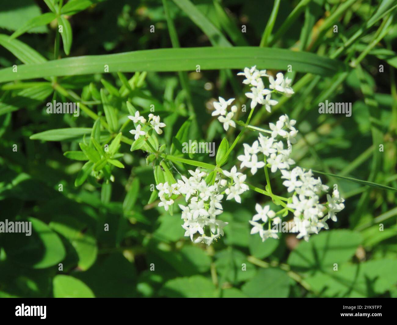 Northern Bedstraw (Galium boreale Stock Photo - Alamy
