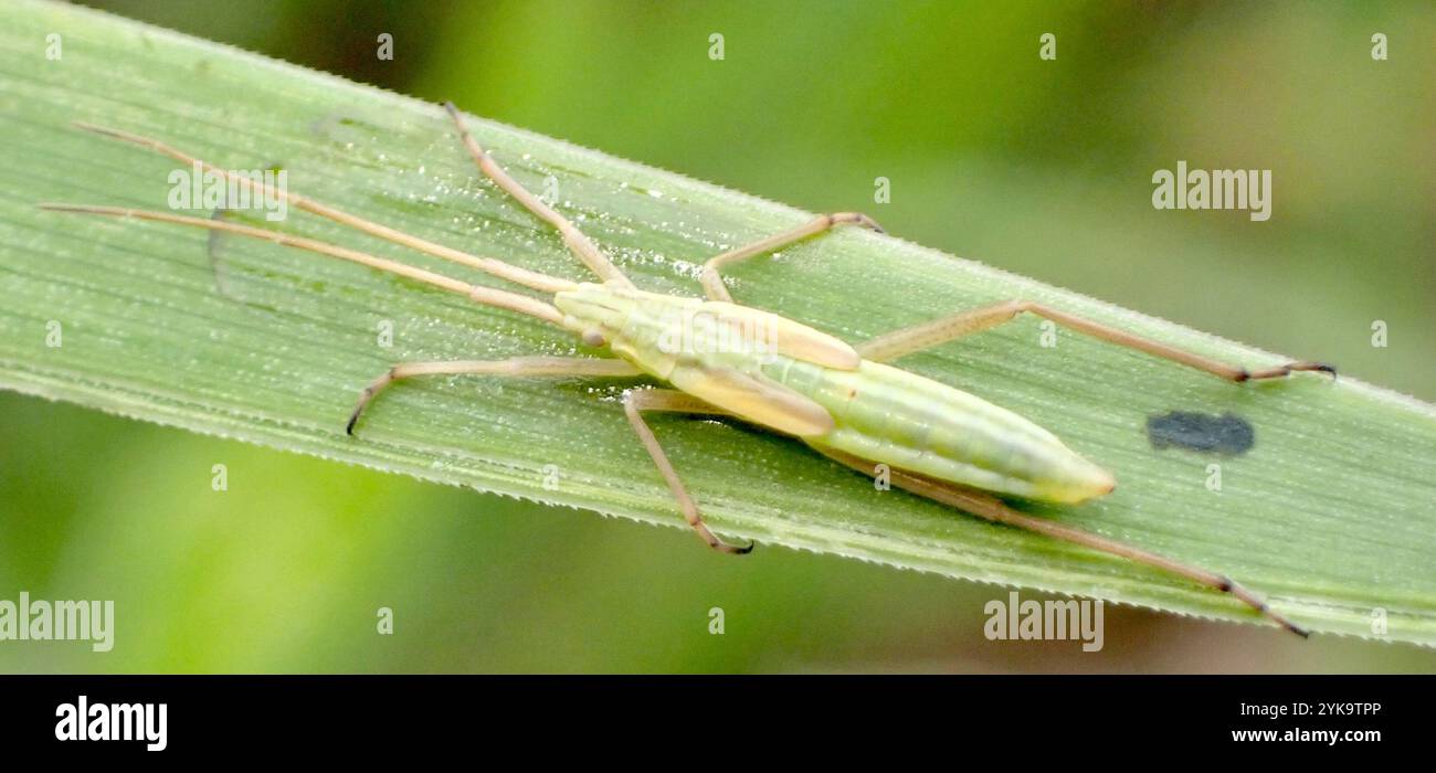 elongated grass bug (Notostira elongata Stock Photo - Alamy