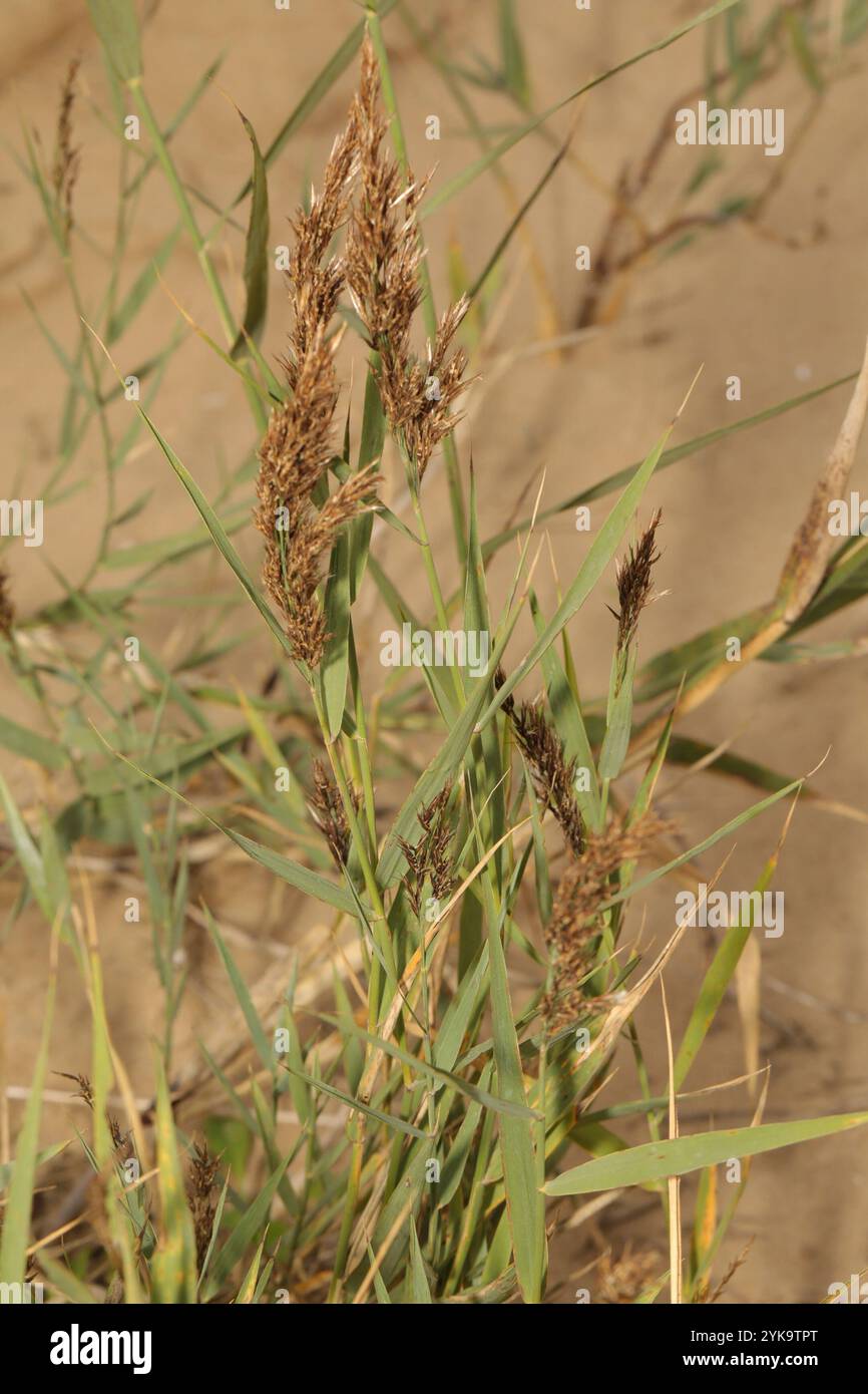 European reed (Phragmites australis australis Stock Photo - Alamy