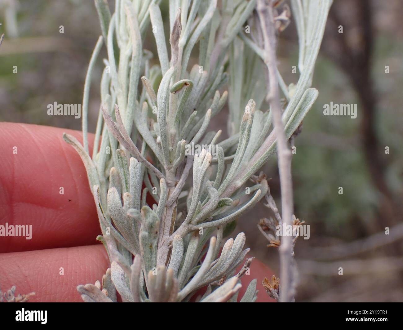 Threetip Sagebrush (Artemisia tripartita Stock Photo - Alamy