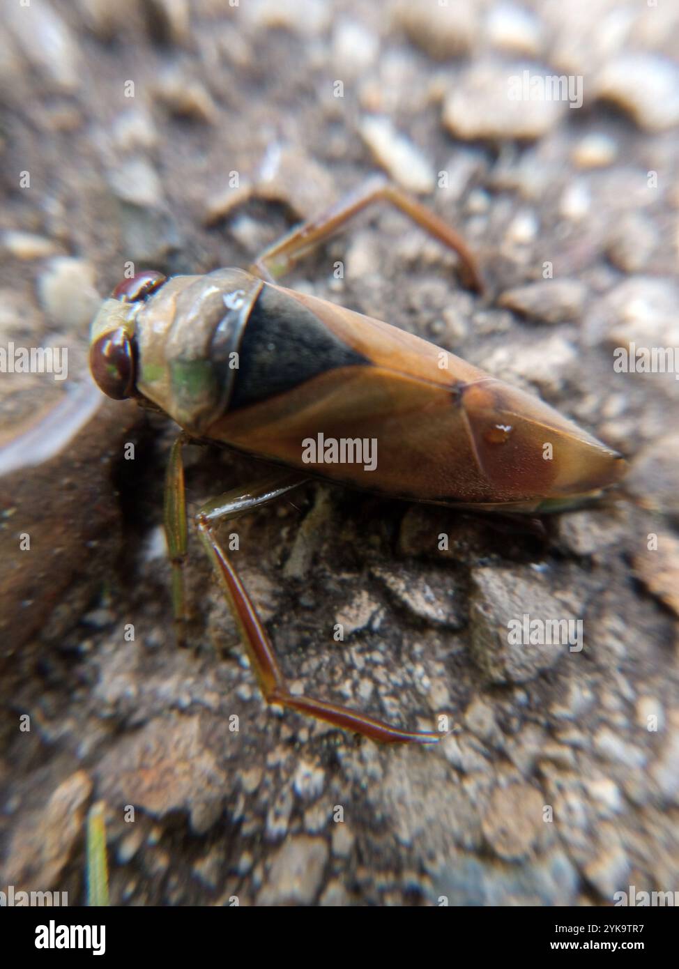 Eurasian Greater Water Boatman (Notonecta glauca Stock Photo - Alamy