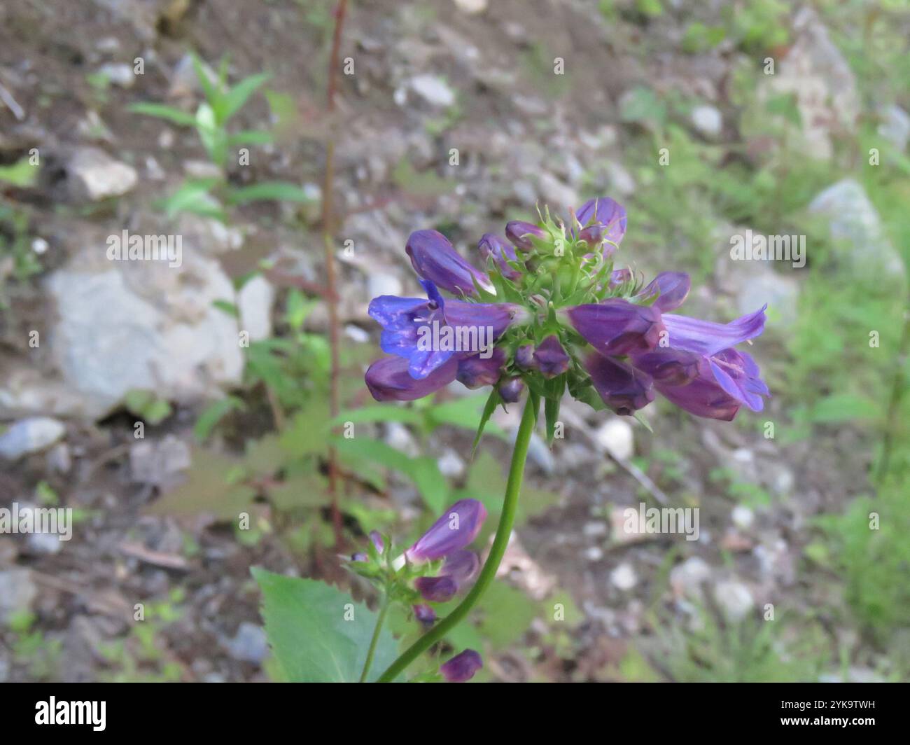 Cascade Beardtongue (Penstemon serrulatus Stock Photo - Alamy