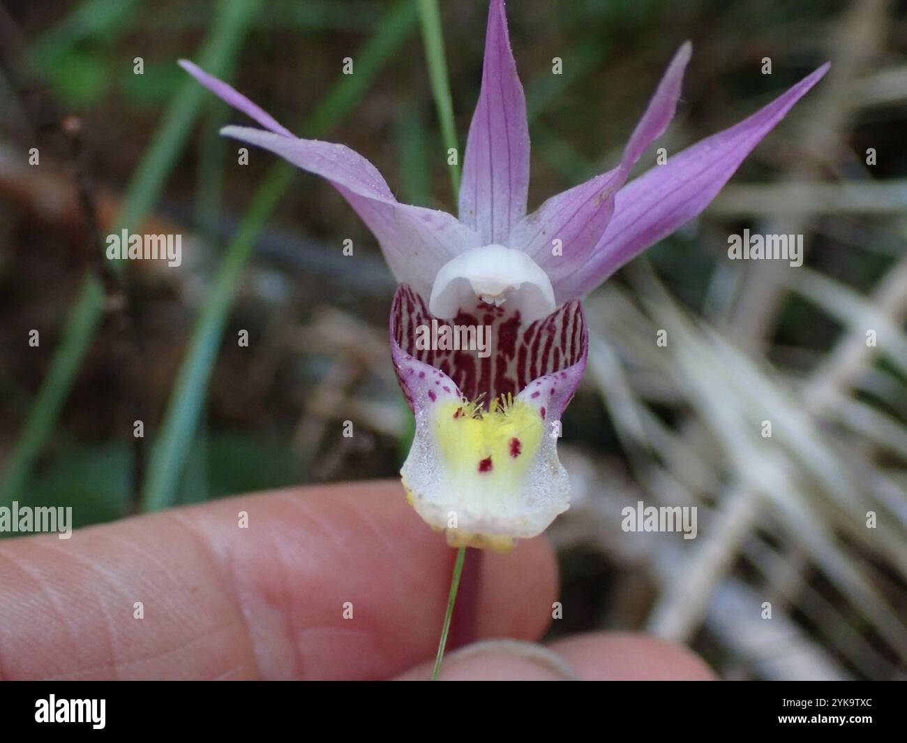 Eastern Fairy-slipper (Calypso bulbosa americana Stock Photo - Alamy