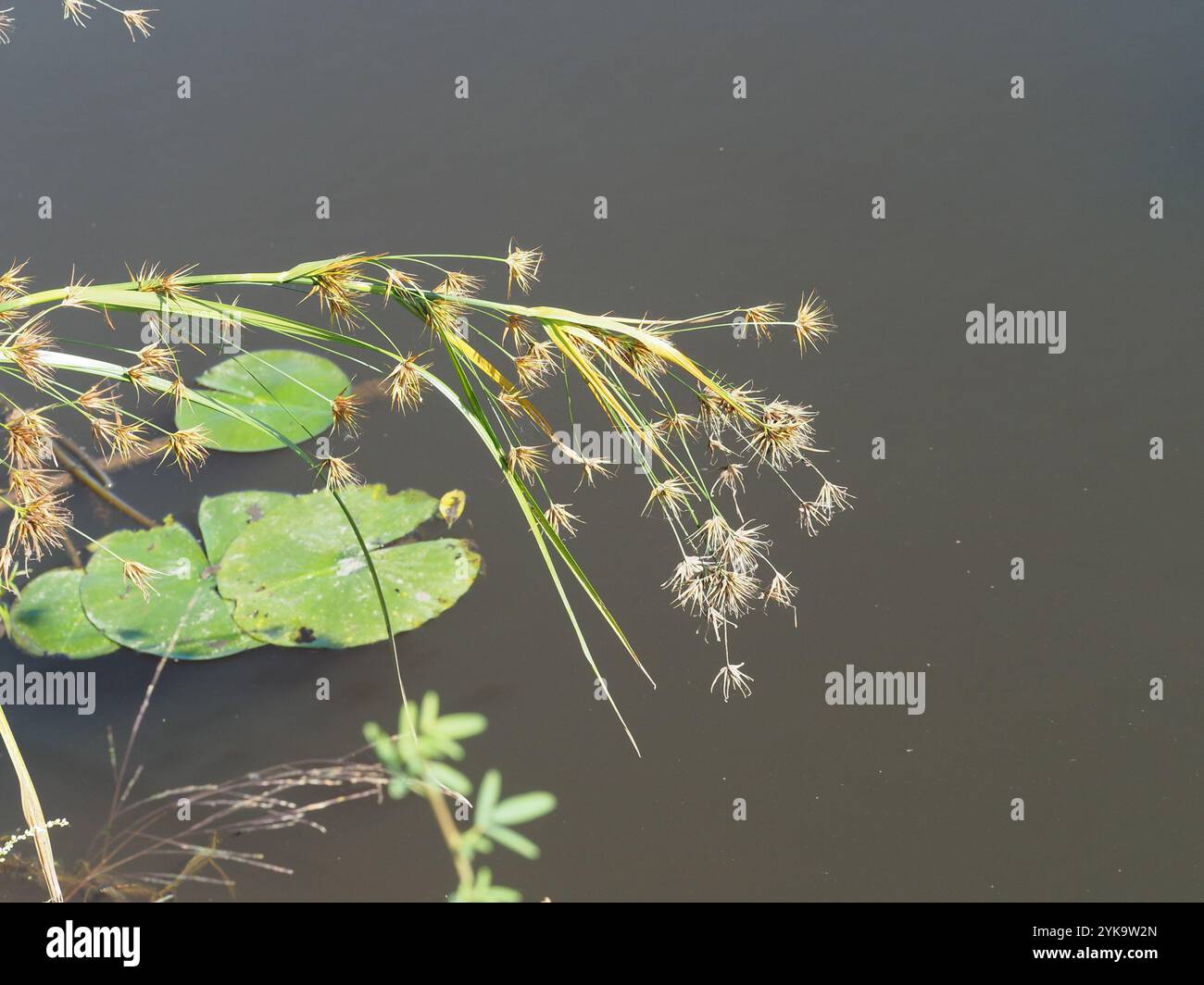 short-bristled horned beaksedge (Rhynchospora corniculata Stock Photo ...