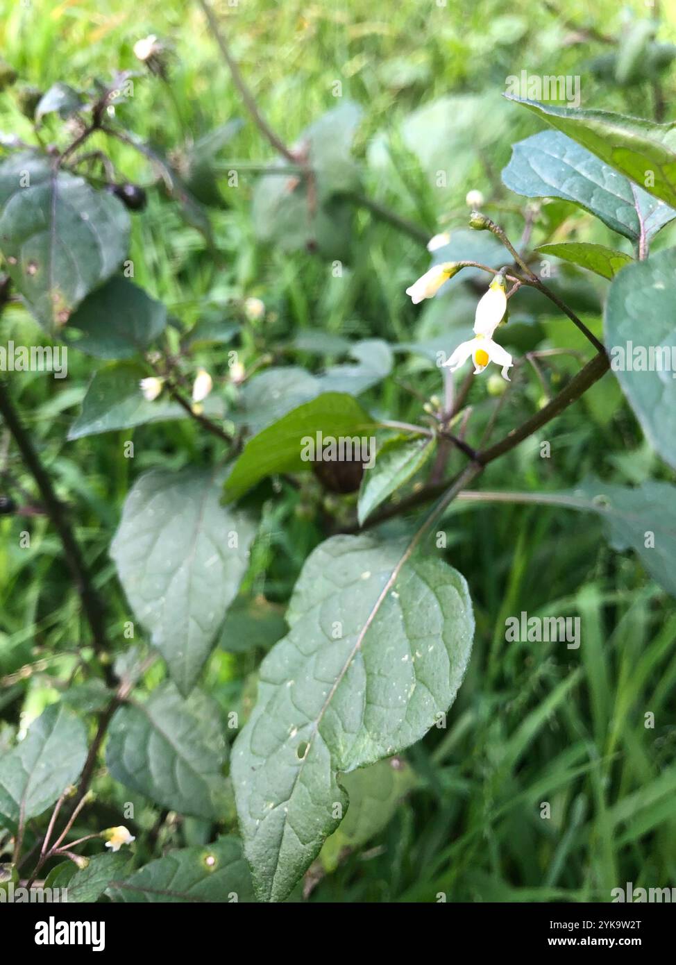 black nightshade (Solanum nigrum Stock Photo - Alamy