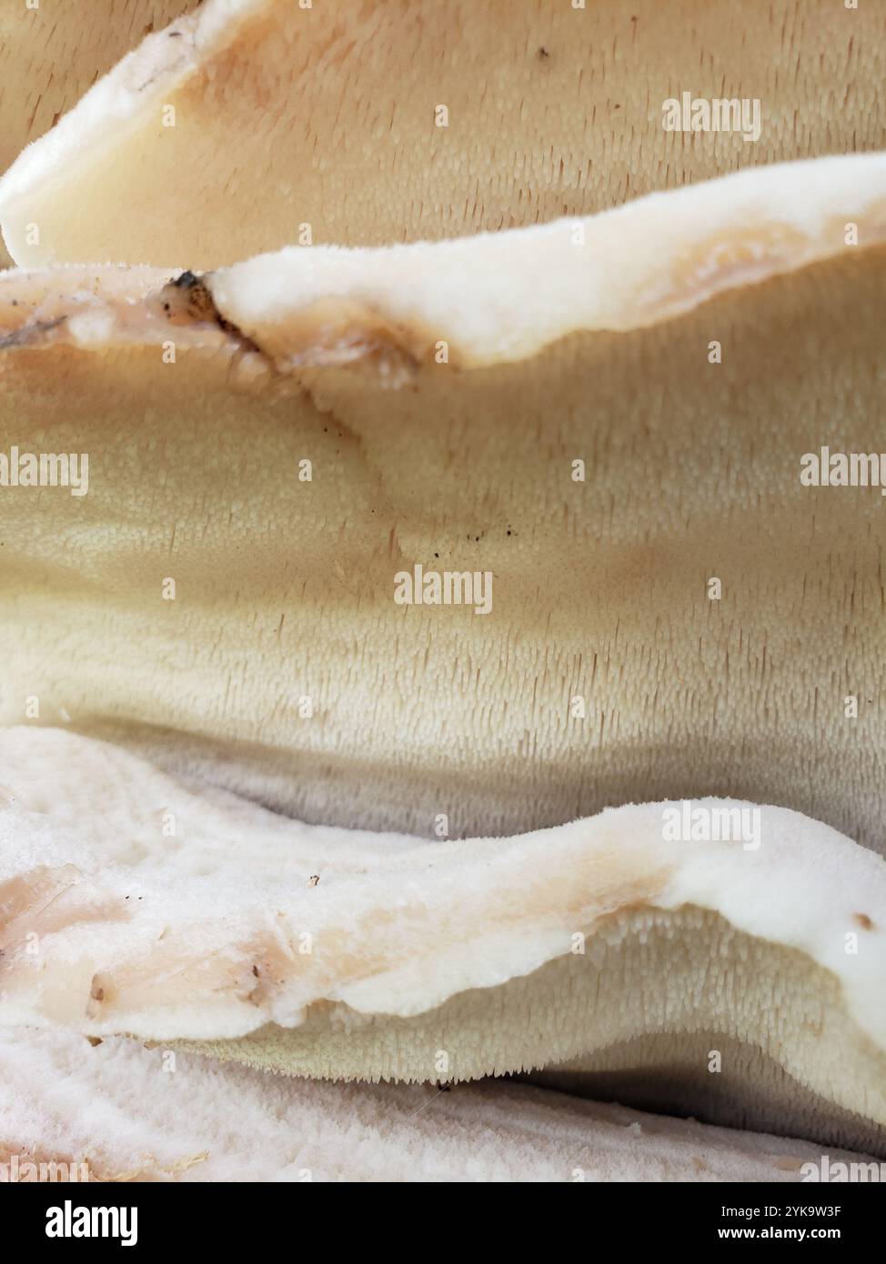 Climacodon septentrionalis hi-res stock photography and images - Alamy