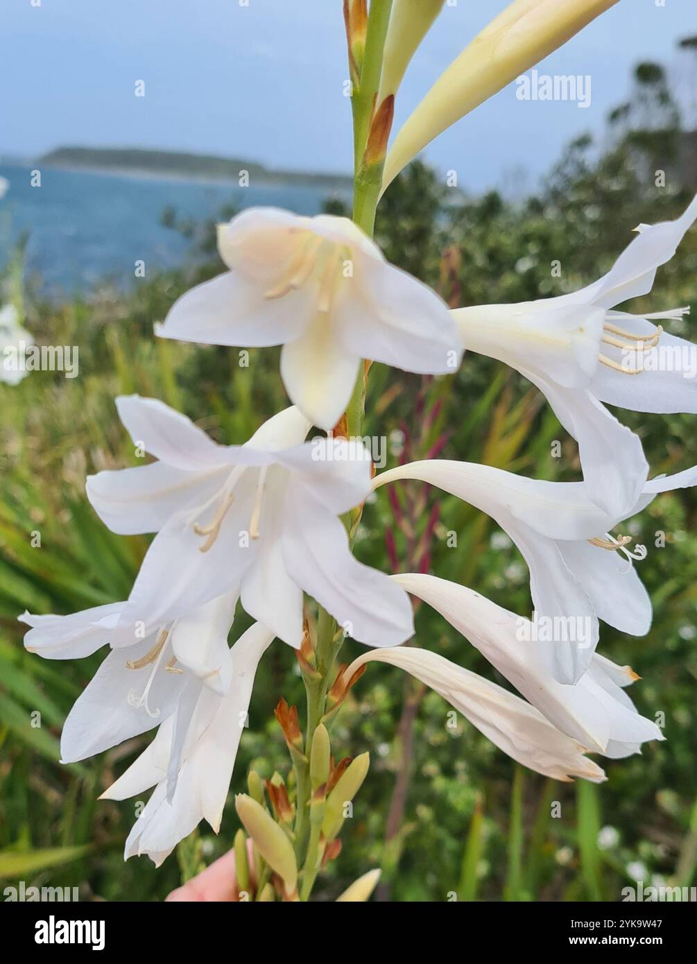 Bugle-lily (Watsonia borbonica Stock Photo - Alamy