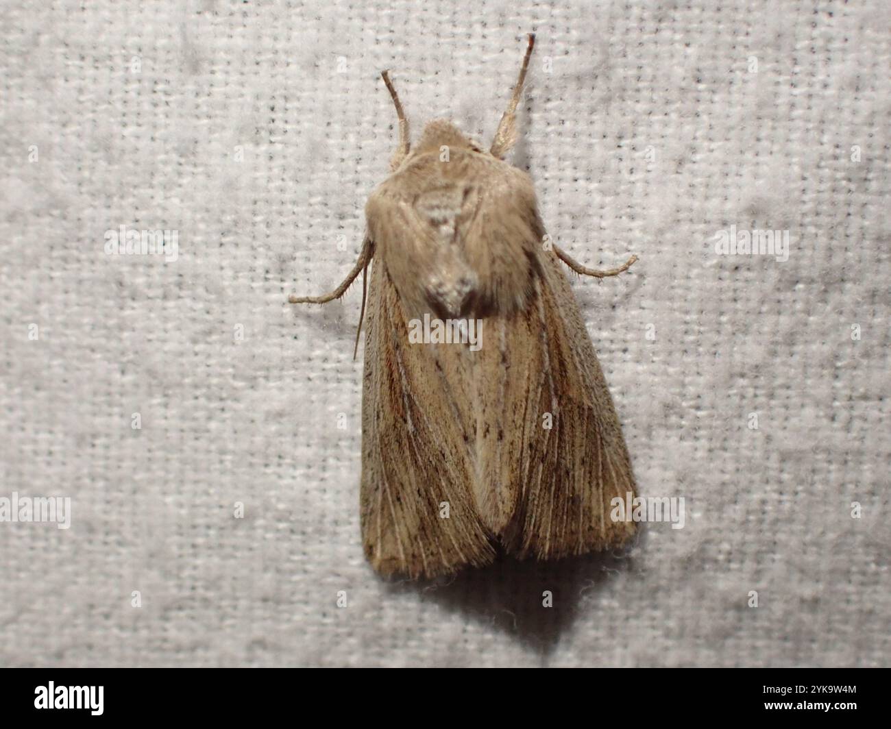 Heterodox Wainscot Moth (Leucania insueta Stock Photo - Alamy