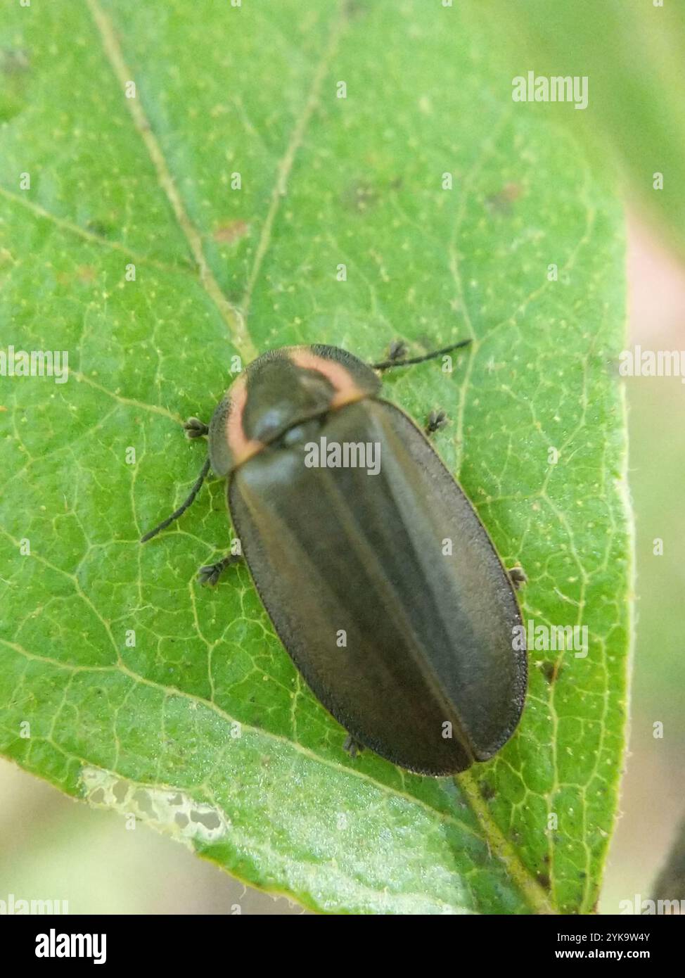 Winter Firefly (Ellychnia corrusca Stock Photo - Alamy