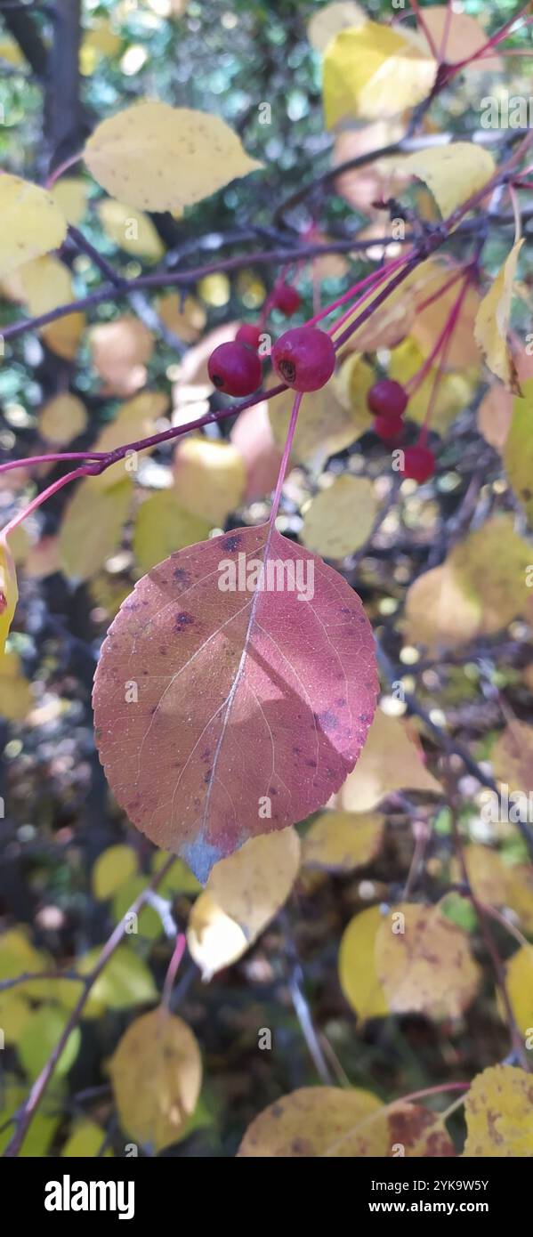 Siberian crabapple (Malus baccata Stock Photo - Alamy