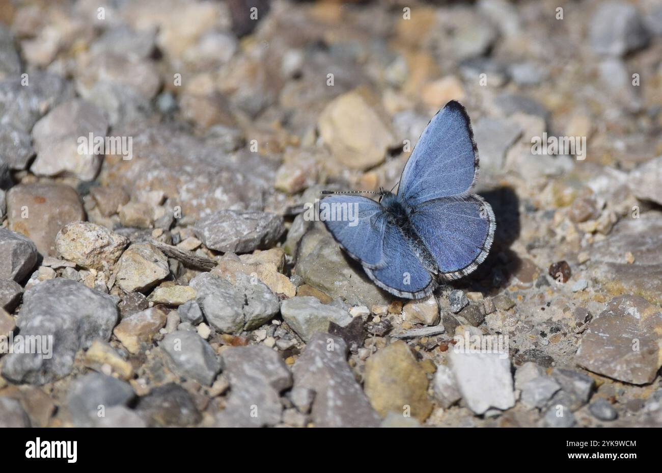 Spring Azure (Celastrina ladon Stock Photo - Alamy