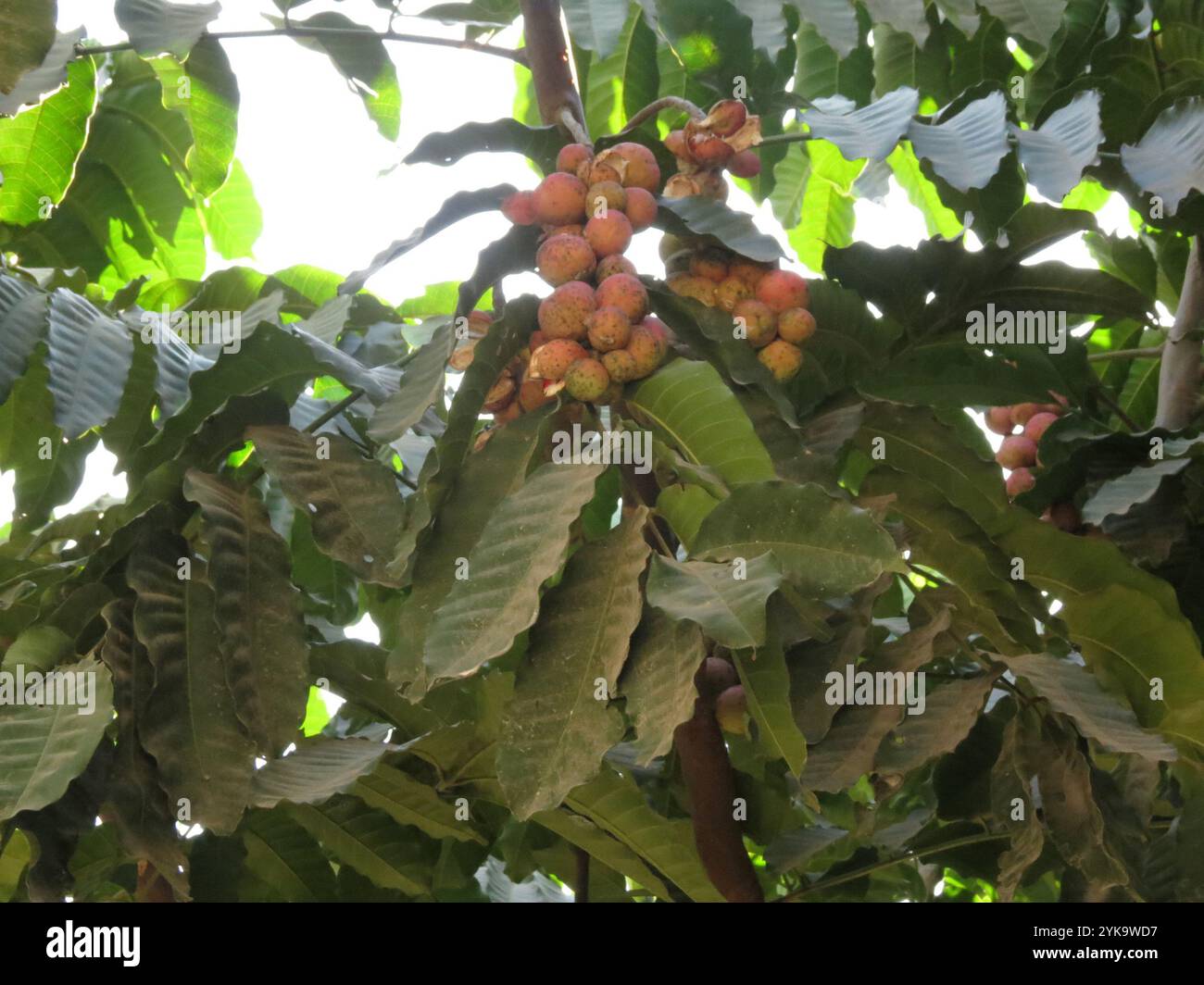 pithraj tree (Aphanamixis polystachya Stock Photo - Alamy
