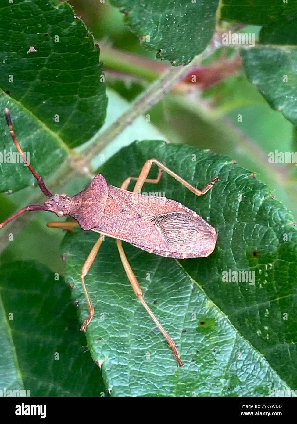 Box Bug (Gonocerus acuteangulatus Stock Photo - Alamy