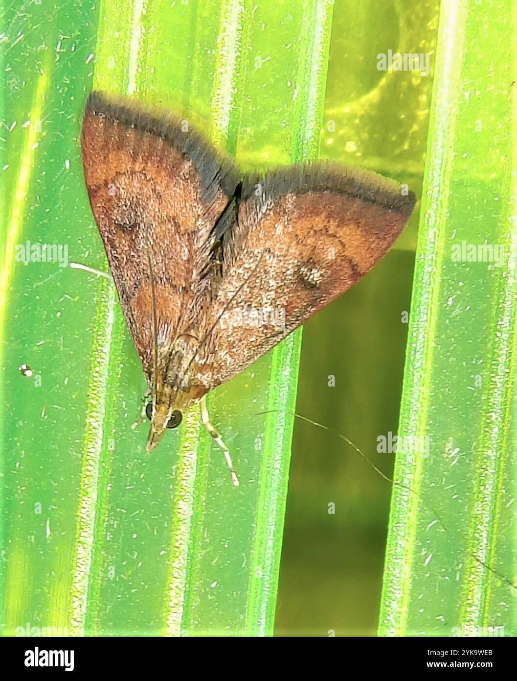 Variable Reddish Pyrausta Moth (Pyrausta rubricalis Stock Photo - Alamy