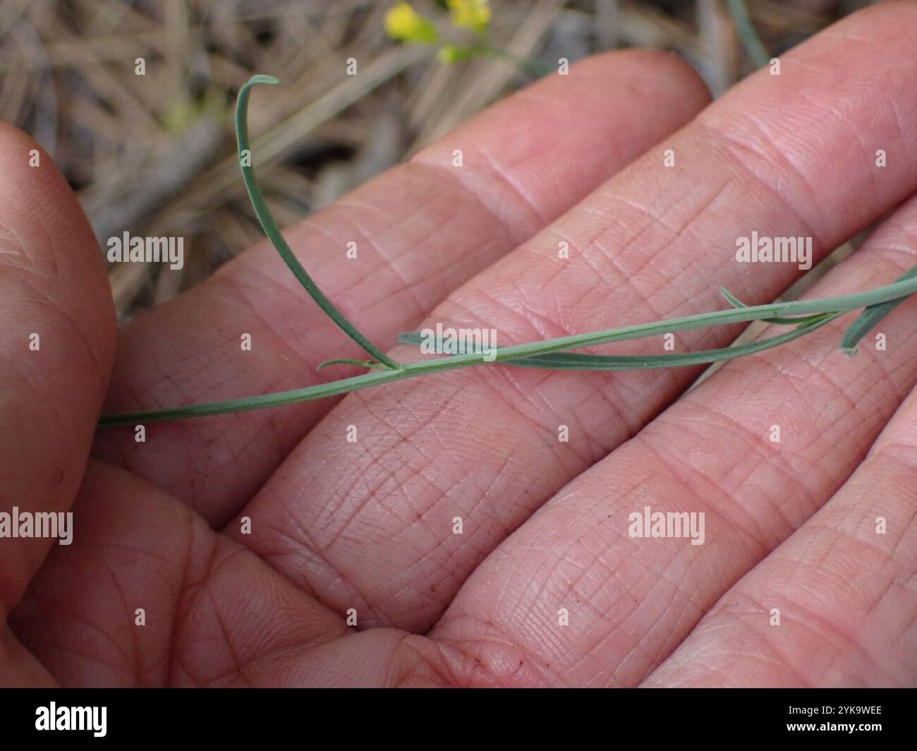 flaxleaf plainsmustard (Sisymbrium linifolium Stock Photo - Alamy
