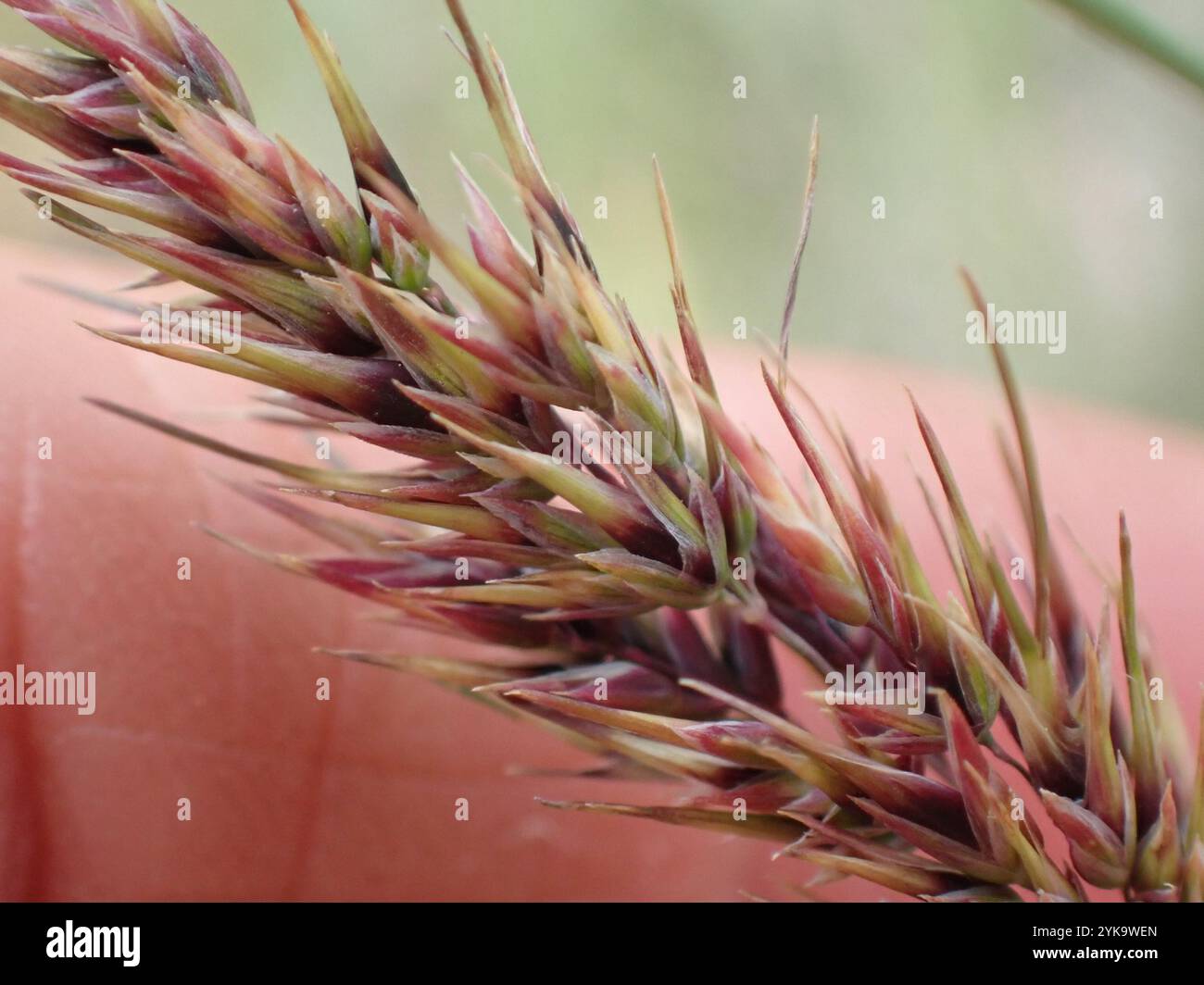 Bulbous Bluegrass (Poa bulbosa Stock Photo - Alamy