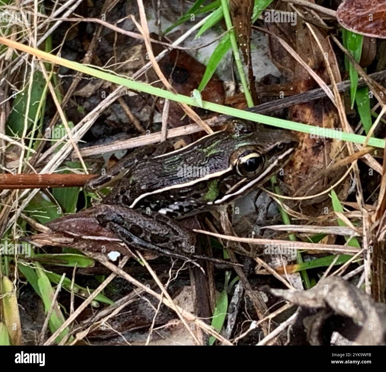 Southern Leopard Frog (Lithobates sphenocephalus Stock Photo - Alamy