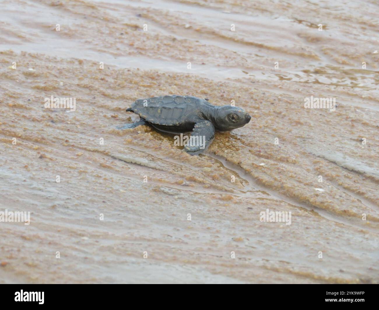 Olive Ridley Sea Turtle (Lepidochelys olivacea Stock Photo - Alamy