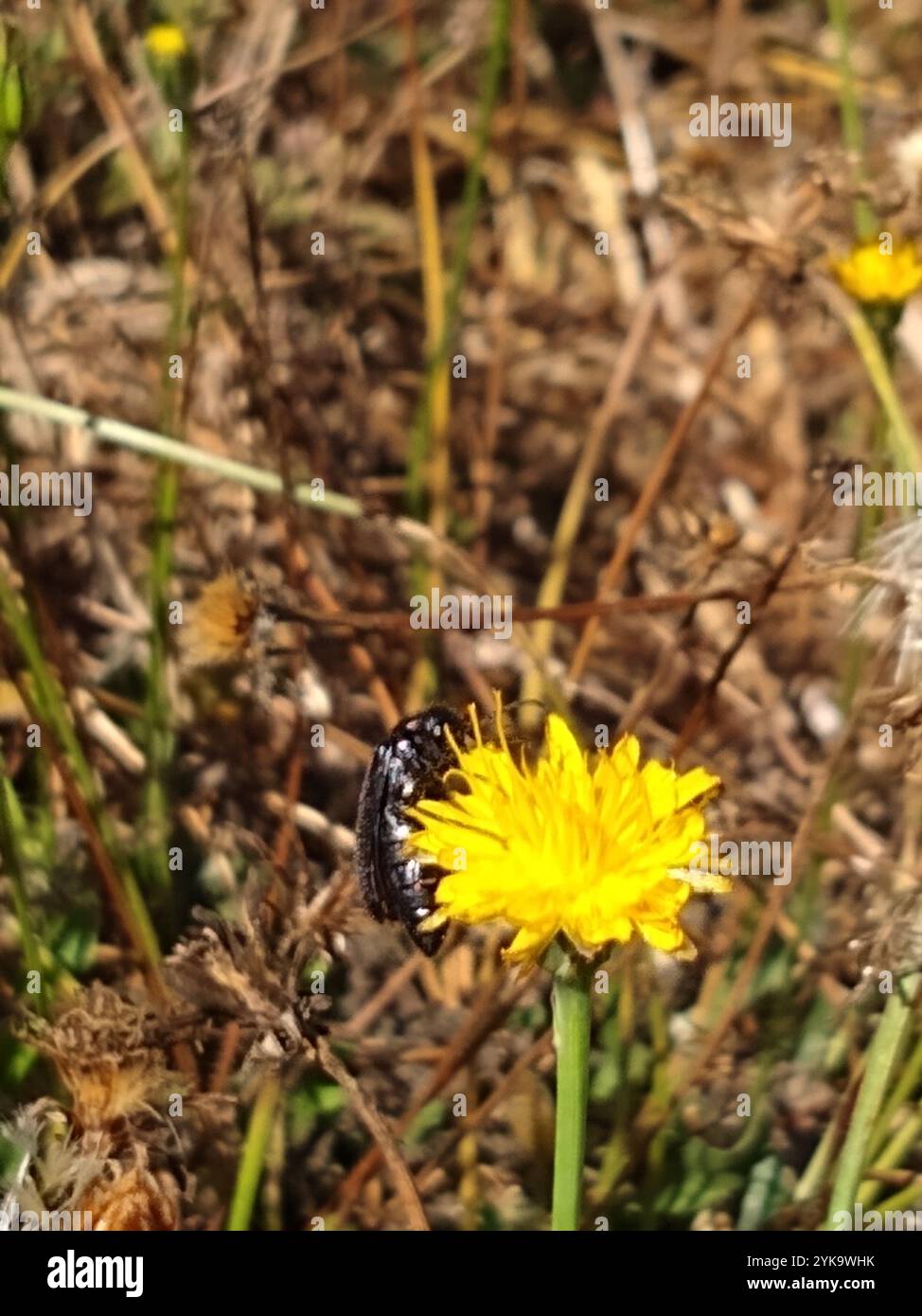 Burning Blister Beetles (Epicauta Stock Photo - Alamy