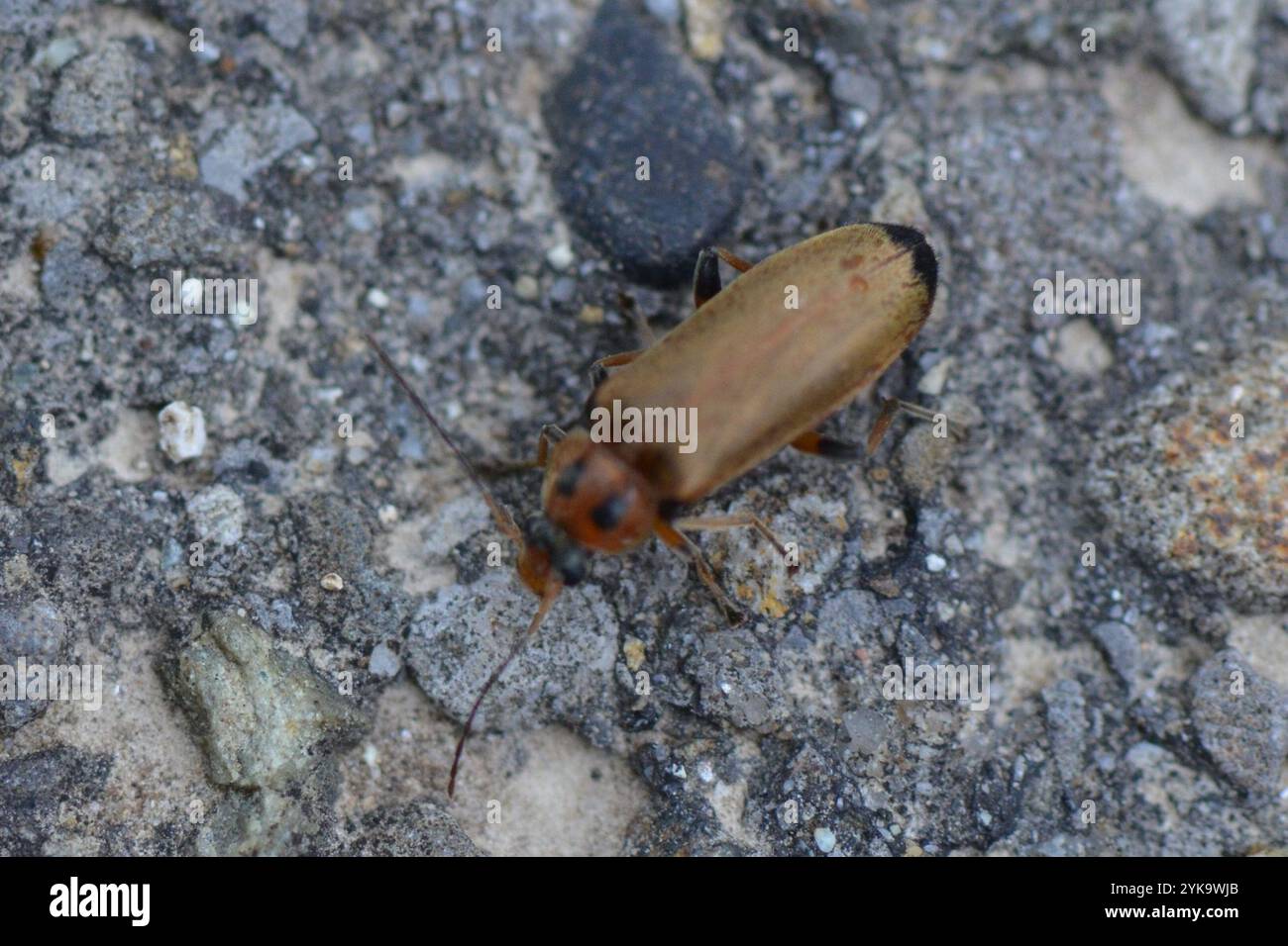 Osphya hi-res stock photography and images - Alamy