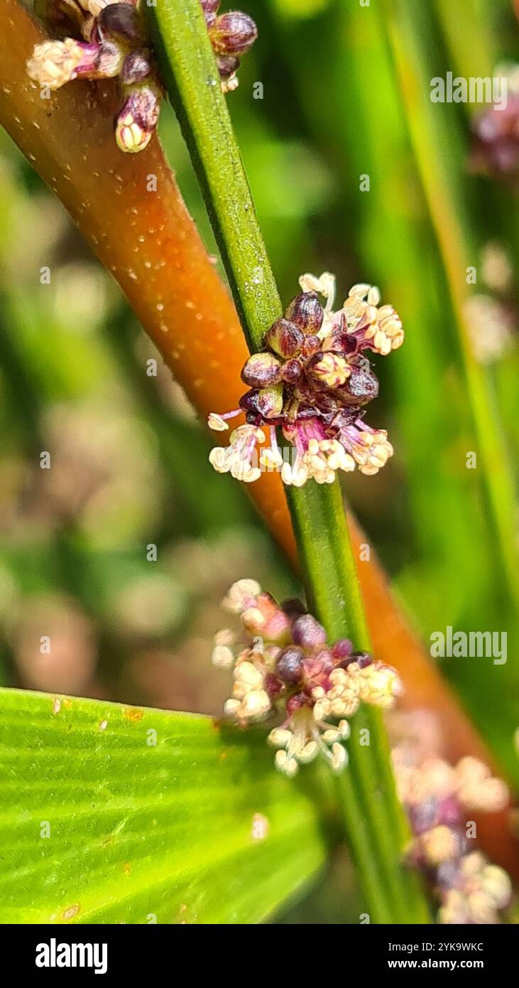 Broom spurge hi-res stock photography and images - Alamy