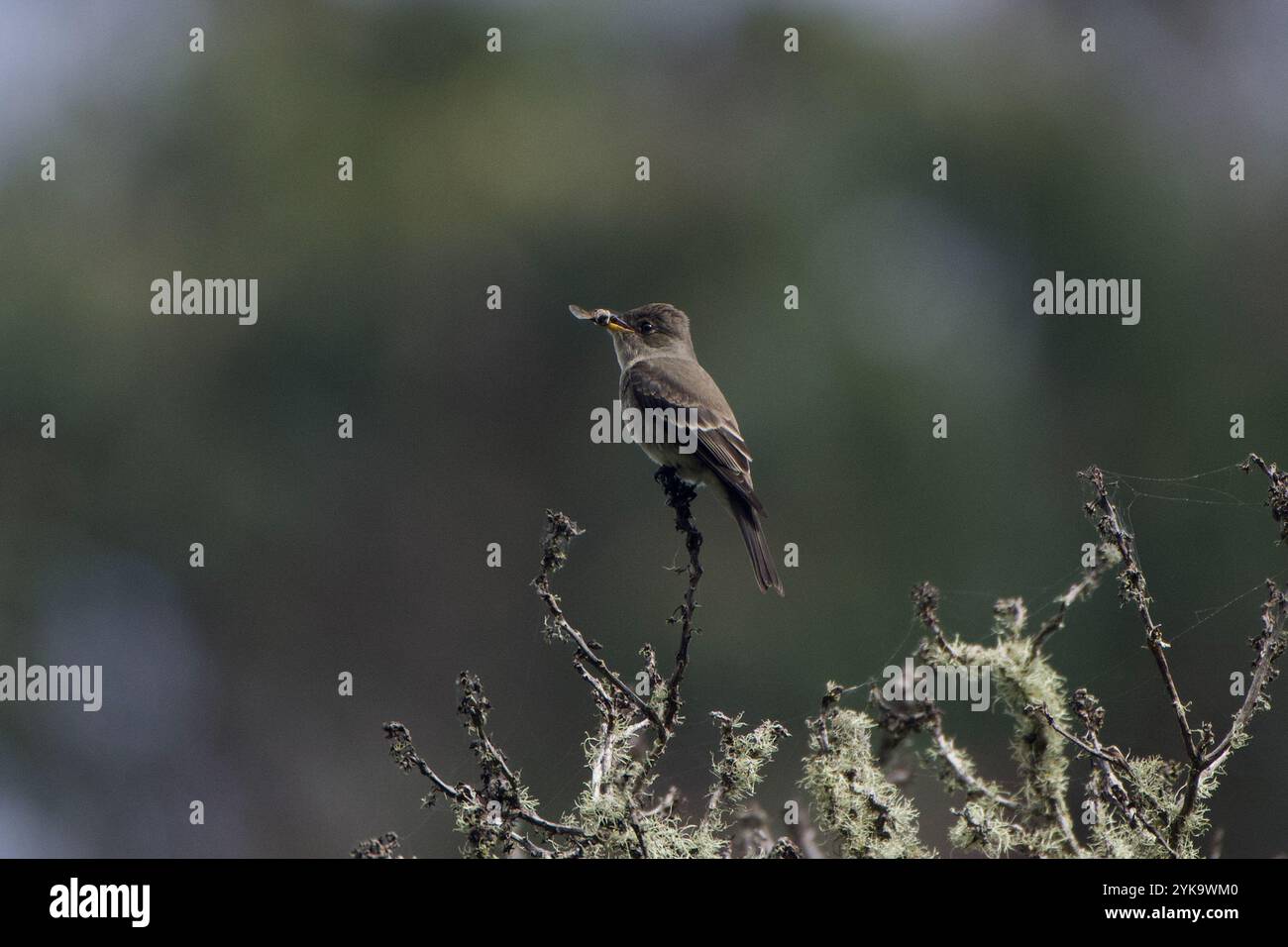 Western Wood-Pewee (Contopus sordidulus Stock Photo - Alamy