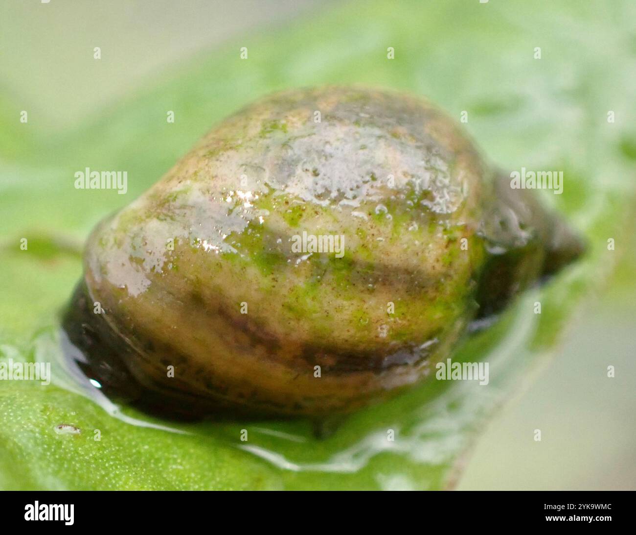 Acute Bladder Snail (Physella acuta Stock Photo - Alamy