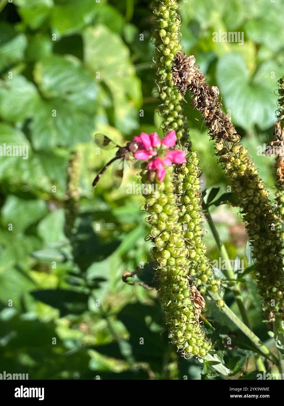 Eastern Band-winged Hover Fly (Hypocritanus fascipennis Stock Photo - Alamy
