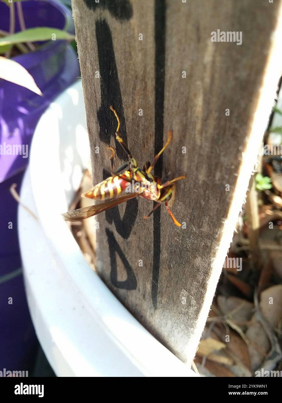 Guinea Paper Wasp (Polistes exclamans Stock Photo - Alamy