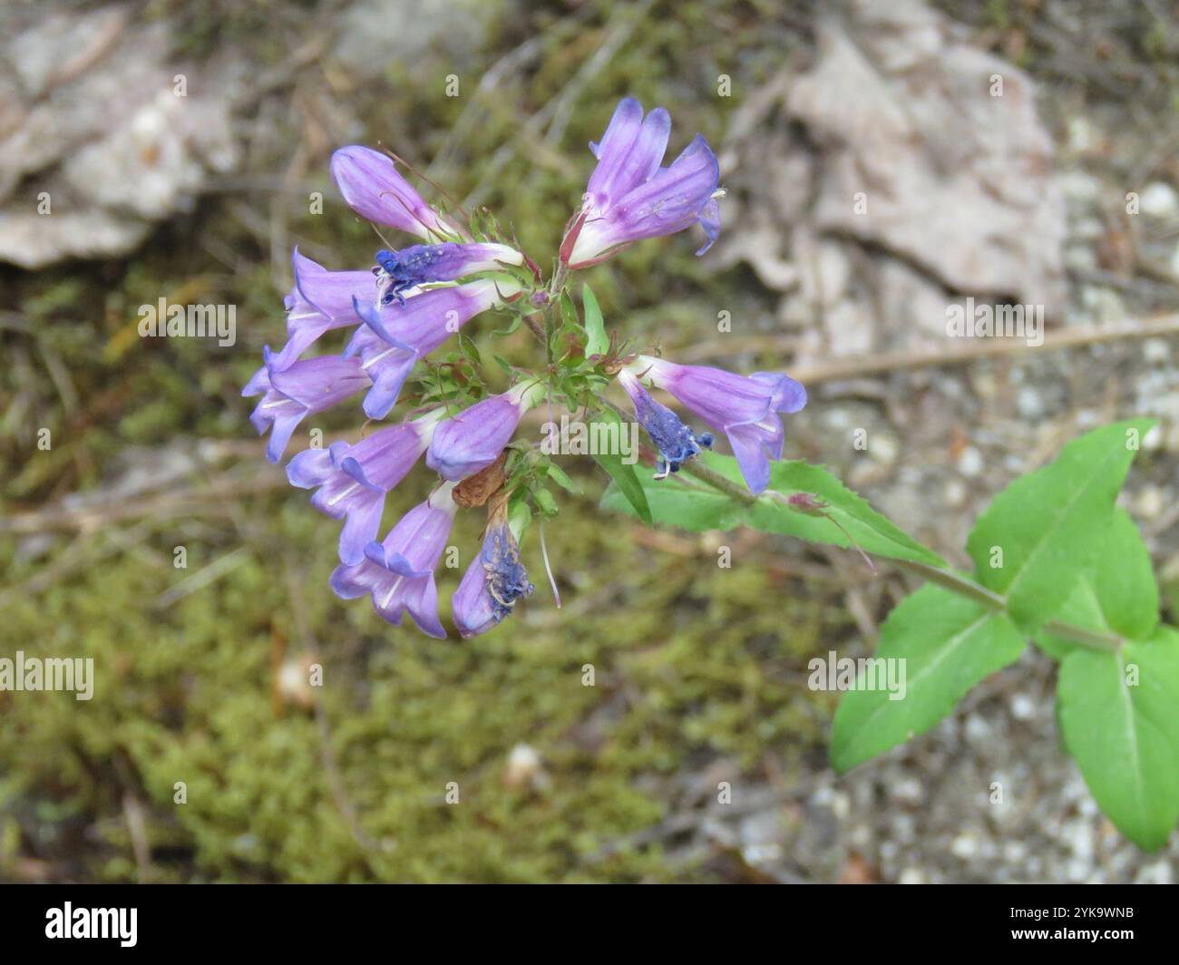 Cascade Beardtongue (Penstemon serrulatus Stock Photo - Alamy
