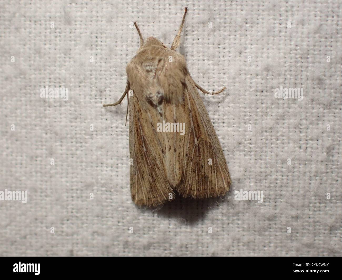 Heterodox Wainscot Moth (Leucania insueta Stock Photo - Alamy