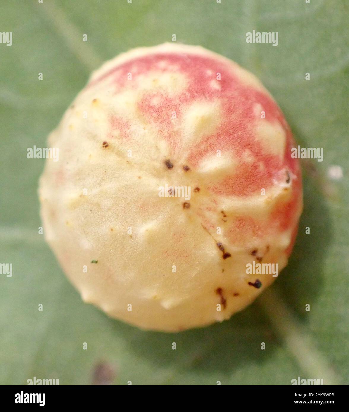 Striped Pea Gall Wasp (Cynips longiventris Stock Photo - Alamy