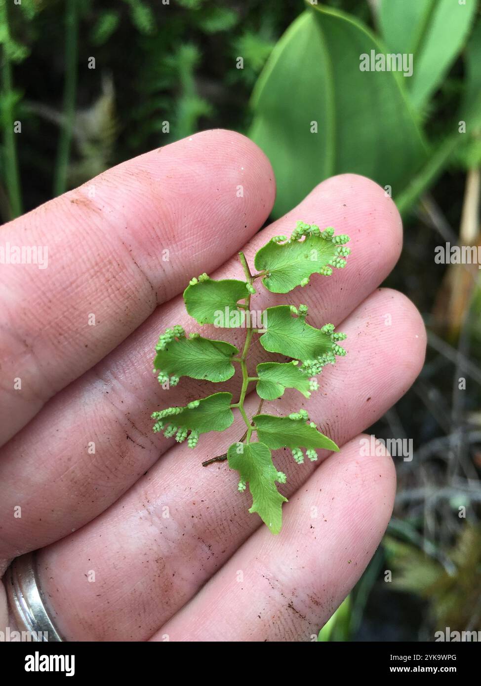 Climbing Maidenhair (Lygodium microphyllum Stock Photo - Alamy