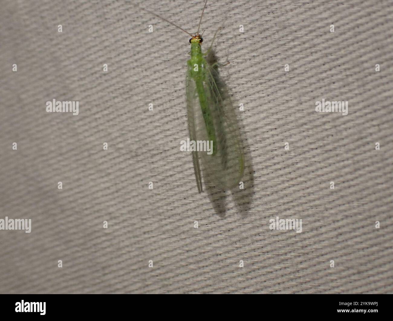 Golden-eyed lacewing (Chrysopa oculata Stock Photo - Alamy