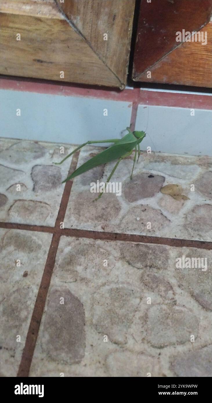 Neotropical Giant Katydids (Stilpnochlora Stock Photo - Alamy