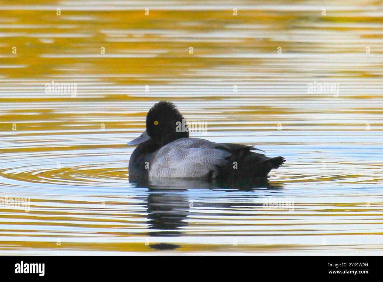 Lesser Scaup (Aythya affinis Stock Photo - Alamy