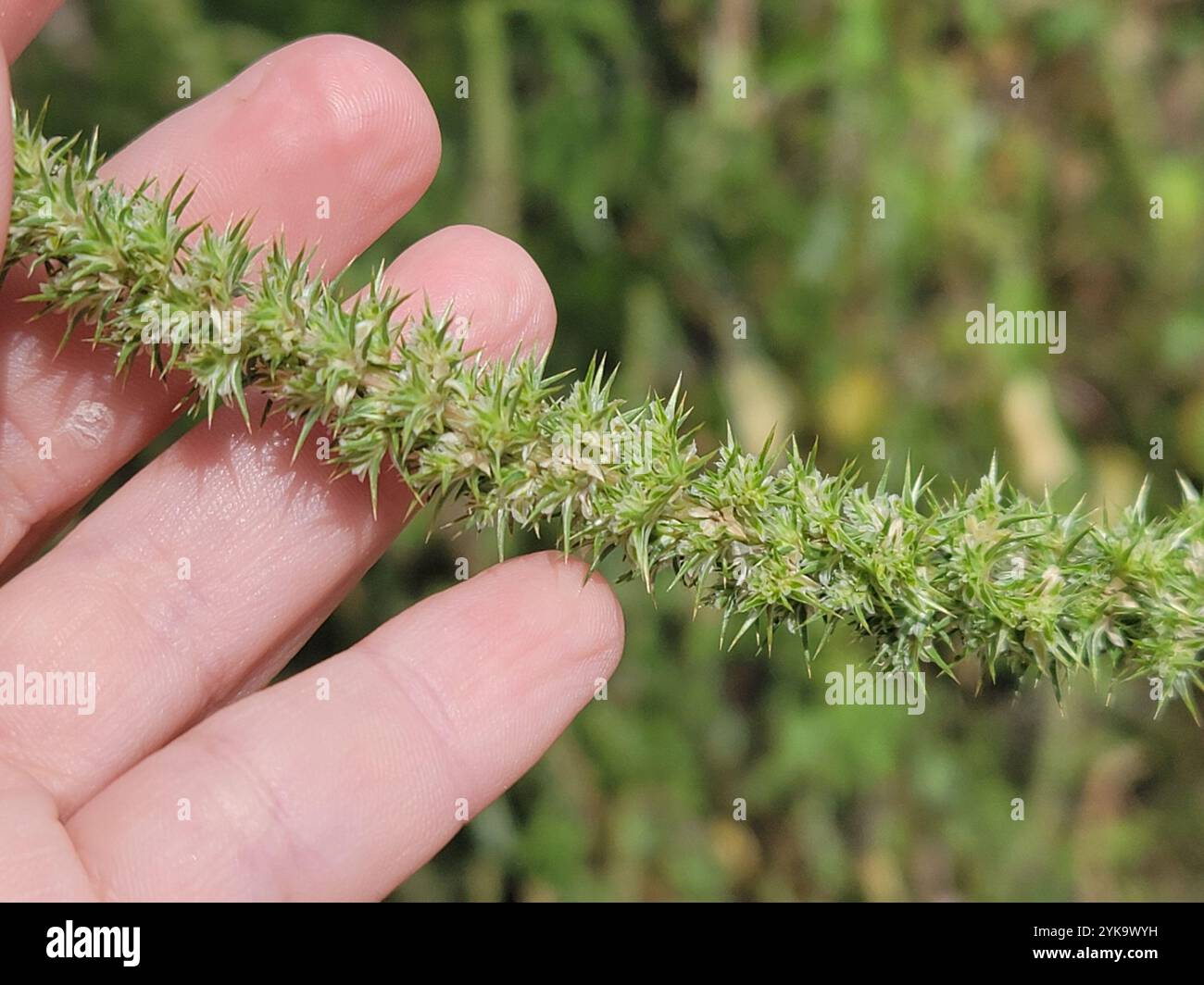 Amaranthus palmeri hi-res stock photography and images - Alamy