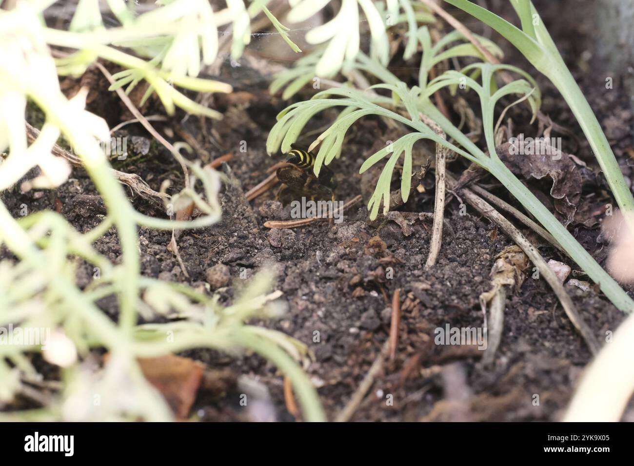Broad-banded Hopper Wasp (Gorytes laticinctus Stock Photo - Alamy